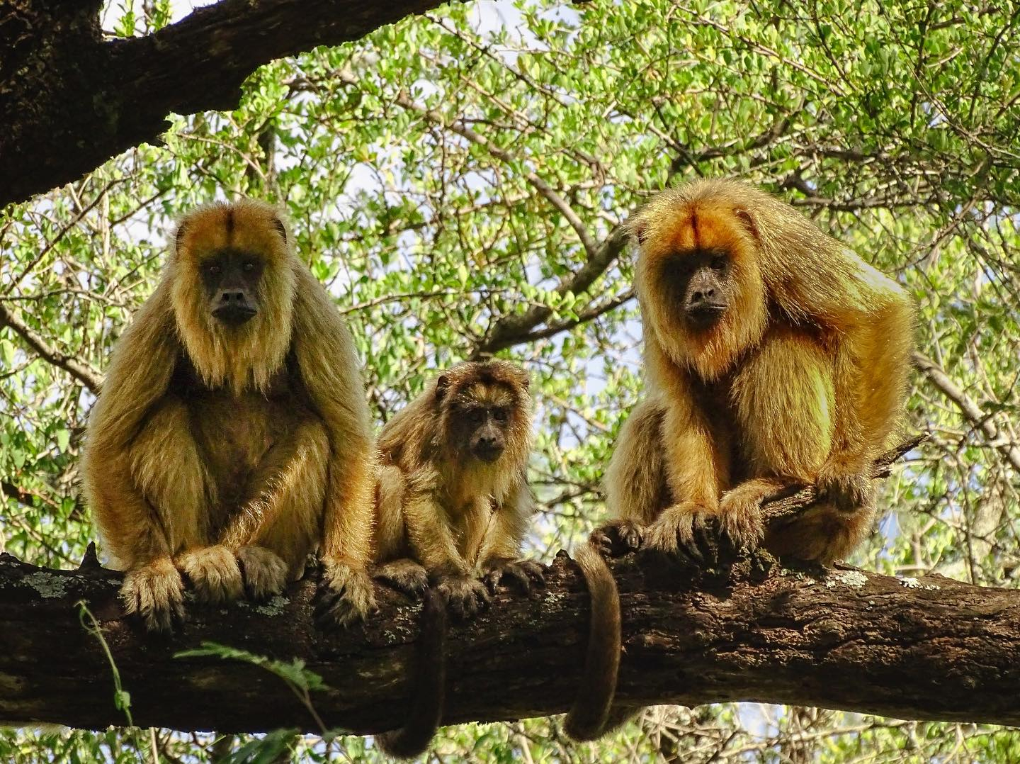 LLEGA EL PRIMER FESTIVAL DE MONOS CARAYÁ EN CORRIENTES - Radio Bella ...